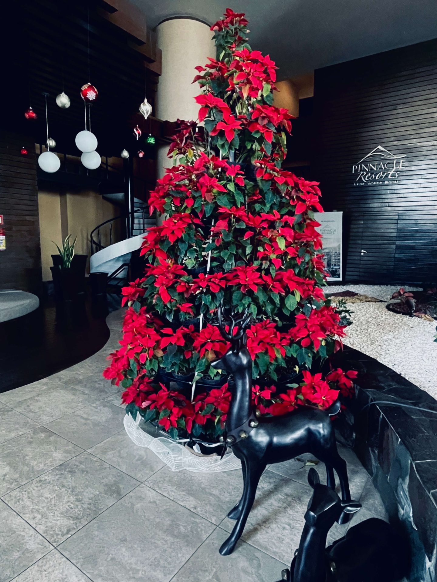 The Poinsettia, Mexico’s gift to the world. | Pinnacle Resorts